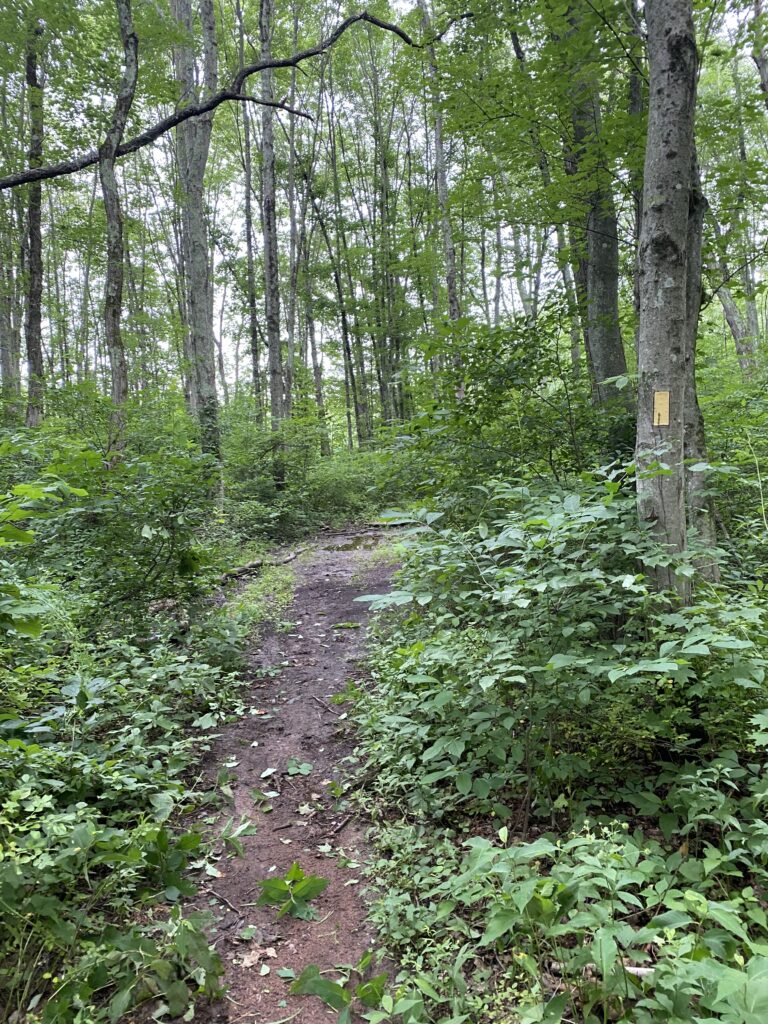 Gallery – Tyler Mill