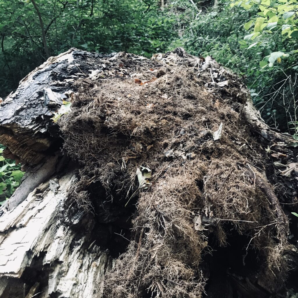 Gallery – Tyler Mill